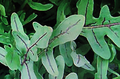 100 Samen italienische Rauke,wildform, Rucola silvatica #671 | eBay.de