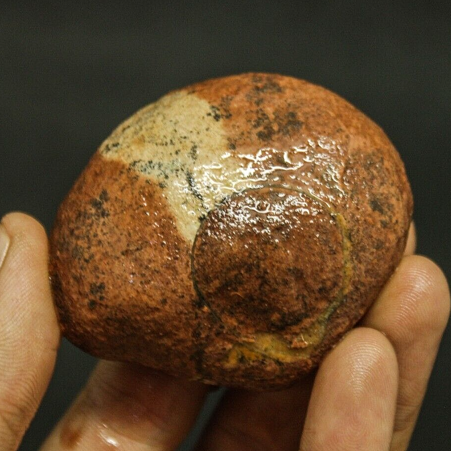 120 gr Amazing Ammonite Fossil Calcite From Timor Leste | eBay