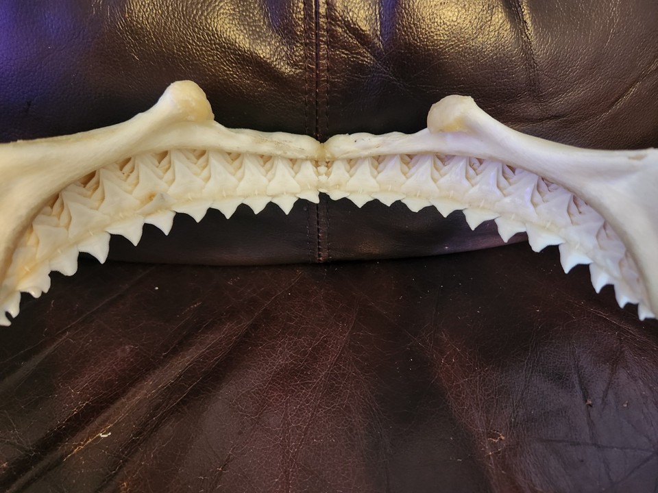 Huge Real Bull SHARK JAW! Professionally Cleaned. 11+ inches of real ...