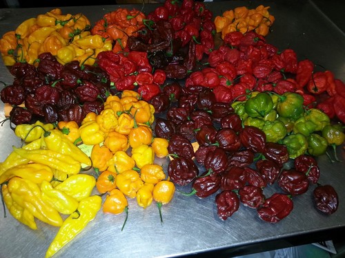 4 oz. 100% Pure Ghost Pepper Powder Insanely HOT! ORGANIC Inferno | eBay