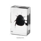 30Pcs Real Insect Specimen Bugs in Resin Collection Beetle in Resin ...