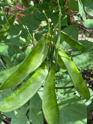 Uri. Hyacinth Bean. Sheem shim.Indian Bangladeshi VegetableSeeds.8 ...