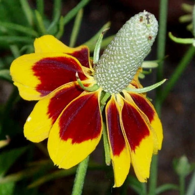 500+ MEXICAN HAT SEEDS -- DROUGHT TOLERANT -- NATIVE PERENNIAL ...