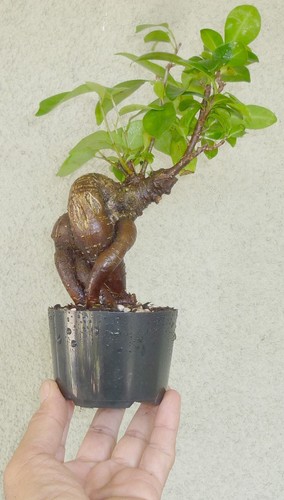 Ginseng Ficus Microcarpa Pre Bonsai Dwarf Shohin Big Fat Trunk Indoor ...