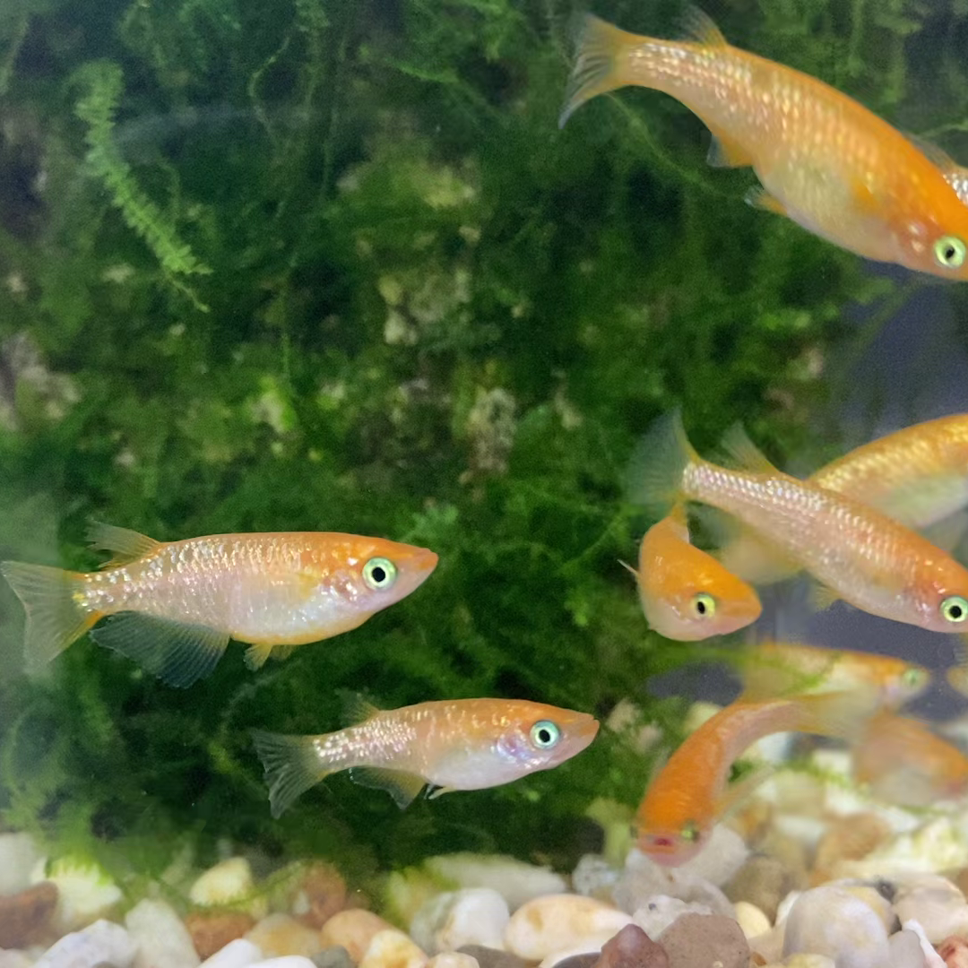 Lot of 8 Medaka, Red King Glitter Japanese Rice Fish, Easy Aquarium ...
