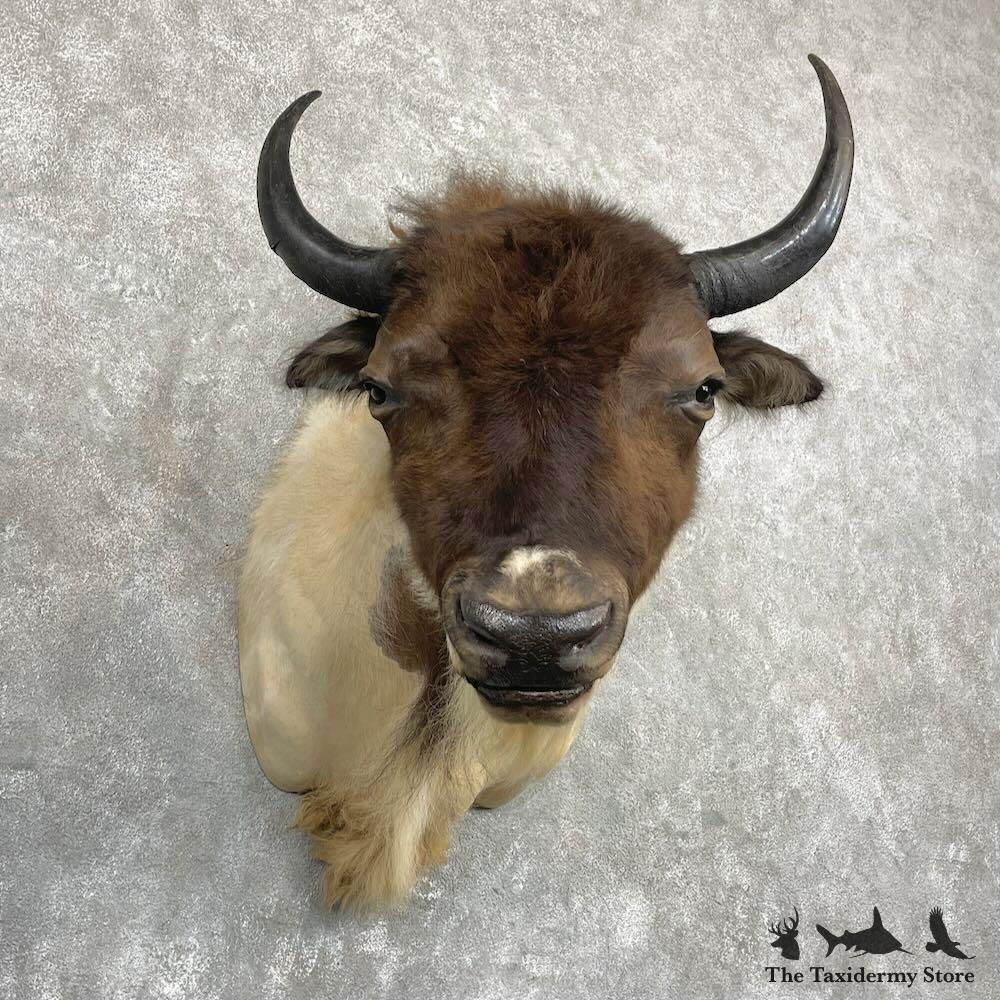 #27412 P | Dzo Steer Bull Taxidermy Shoulder Mount For Sale | eBay