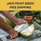 Seeds Jackfruit Fruit Tropical Tree Flower Largest seeds 2kg Fresh Jack ...