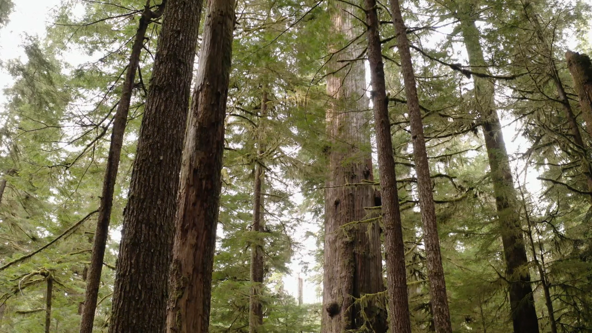 Texas Western Red Cedar Trees Western Red Cedar Tree Hi Res Stock