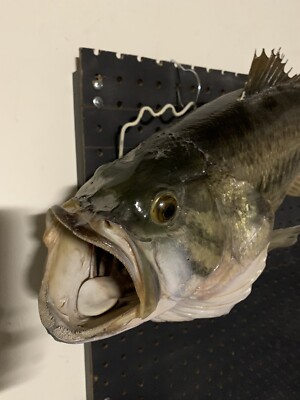Taxidermy - Largemouth Bass Taxidermy Mount
