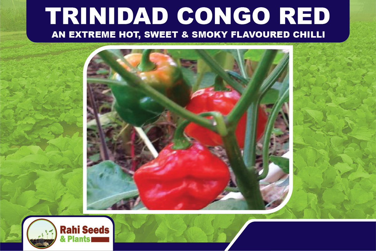 Congo Trinidad Pepper Scoville Scale