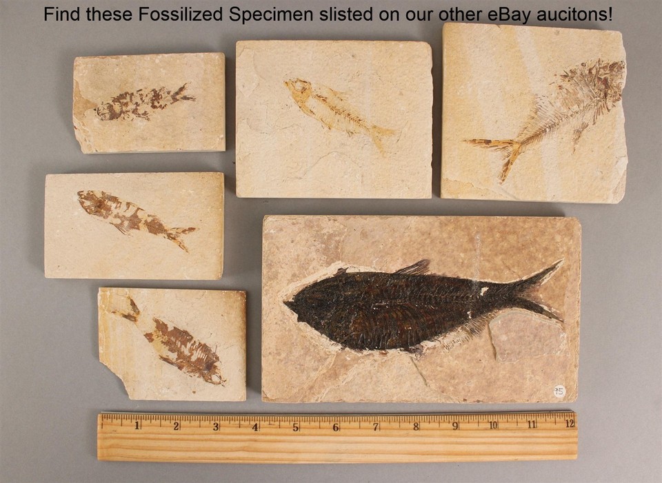 3 Framed Authentic Prehistoric Eocene Period Detailed Fish Fossils ...