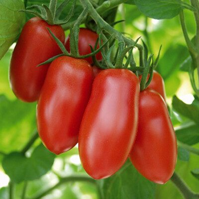 Federle Tomato - 20 Seeds - Paste Tomato | eBay