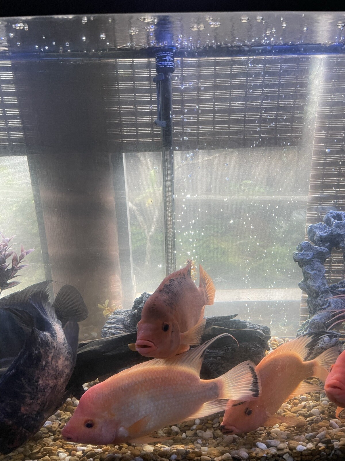 120 gallon Fresh/salt aquarium with fish | eBay