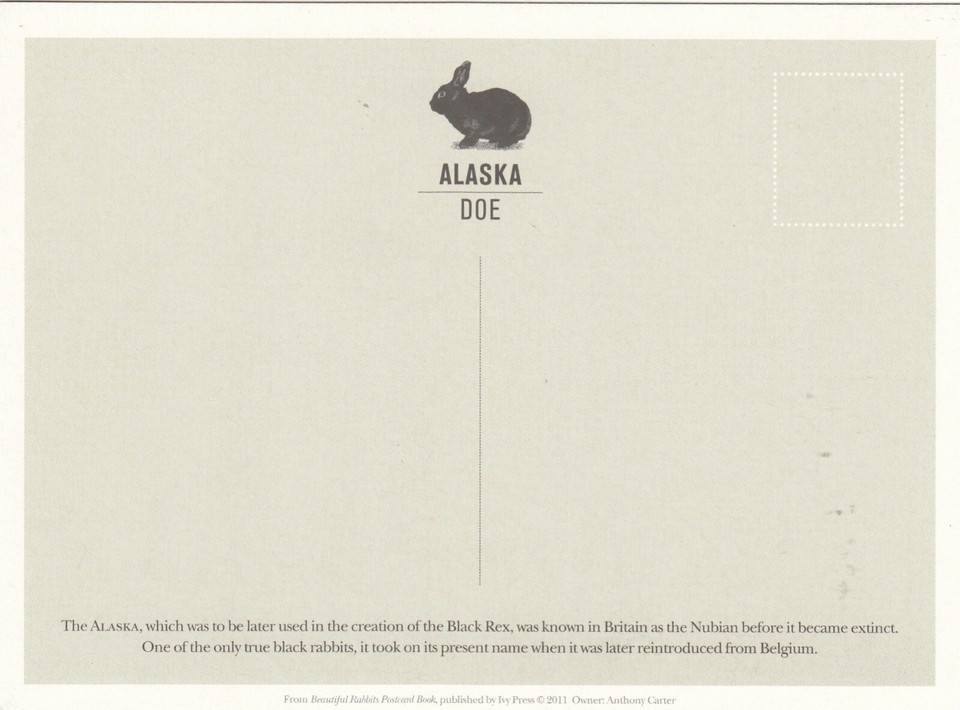 Rabbit British Giant Buck Postcard (144449) | eBay