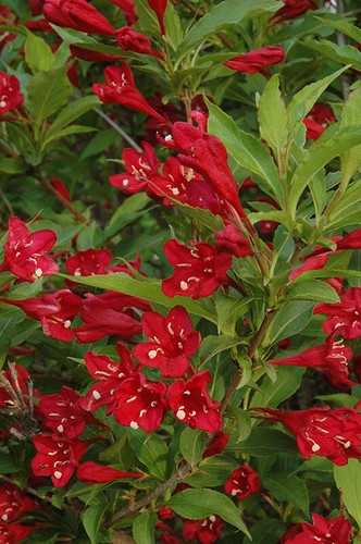 RED PRINCE WEIGELA LIVE PLANT 4 INCH POT SIZE Weigela florida 'Java Red ...