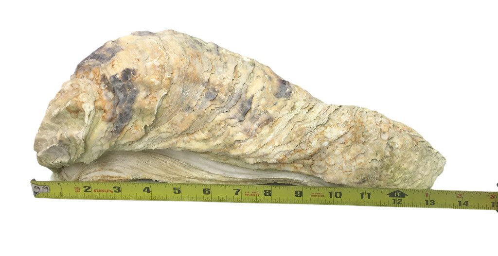 EXTREMELY RARE 14 INCH GIANT PACIFIC OYSTER SEA SHELL 50+ Year OLD (3lb ...