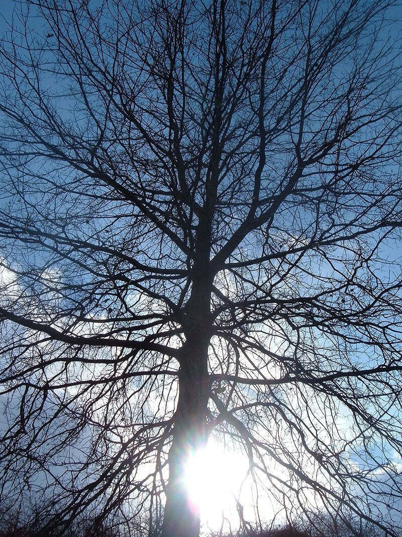 8 Graines de Chêne des marais (Quercus palustris) fraîches pour semis ...