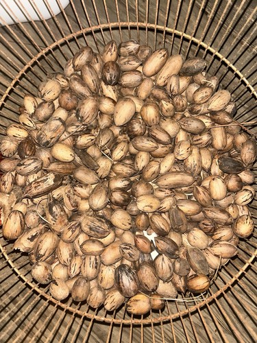 14lbs|GA|Squirrel Grade|In Shell & Cracked Pecans Bulk|Variety|Free ...