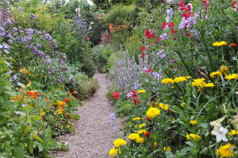 9x MIXED Alpine & Perennial Plants Hardy flowering border rockery ...