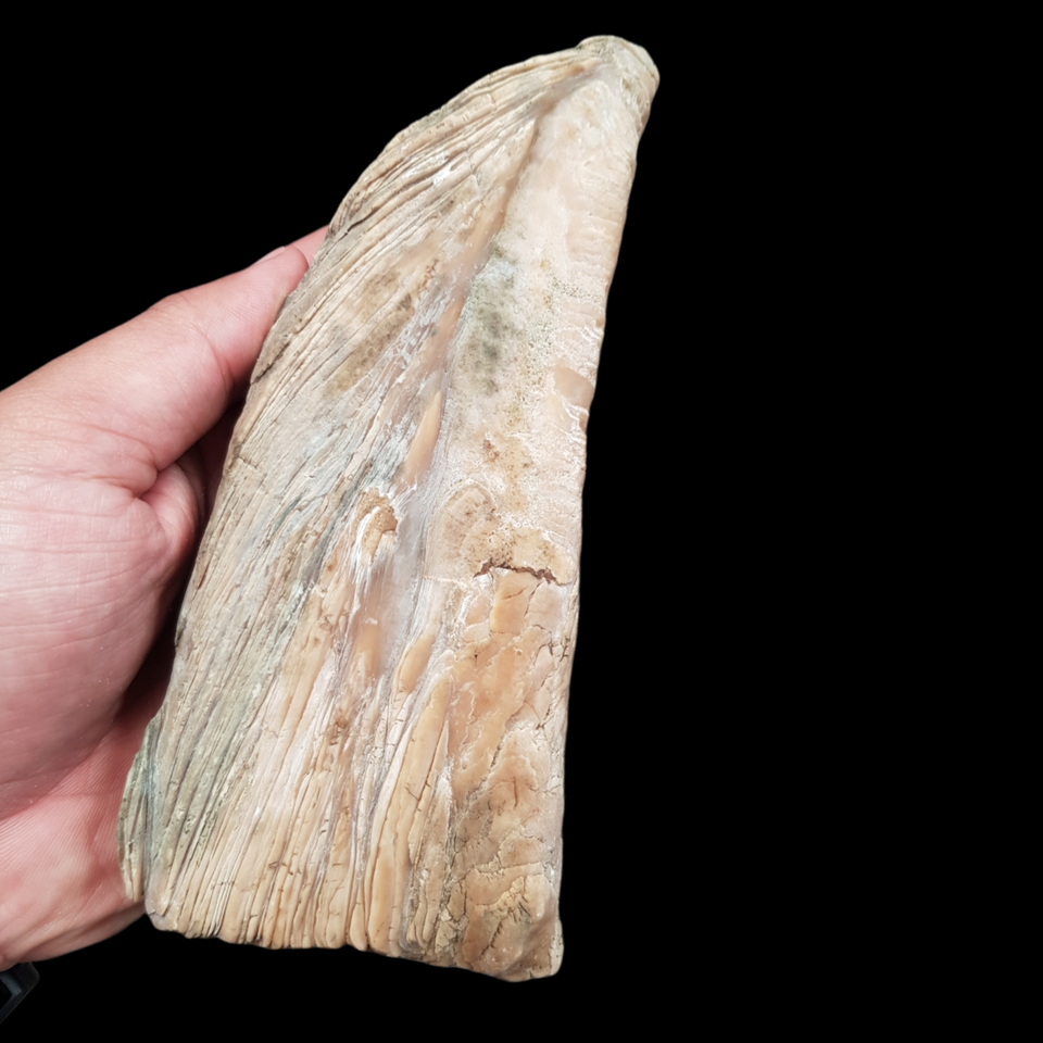 Rare Fossil Giant Mussel Oyster Sea Shell | eBay