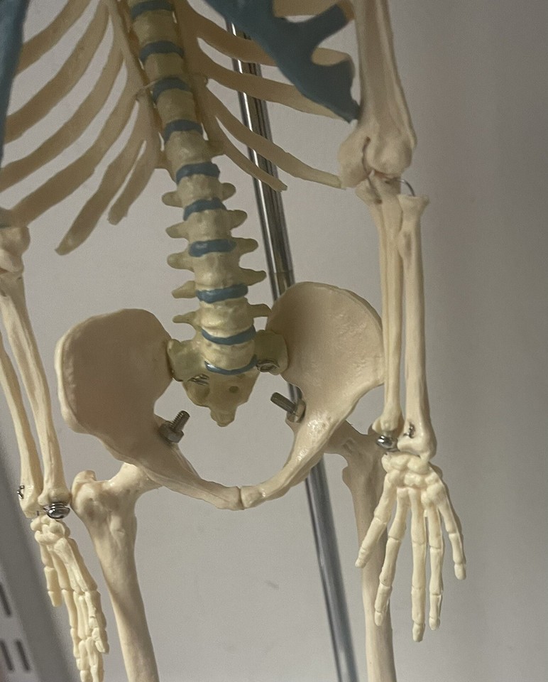 NEW 21 inch Tall Human Skeleton Model Skull Anatomical Model with Stand ...