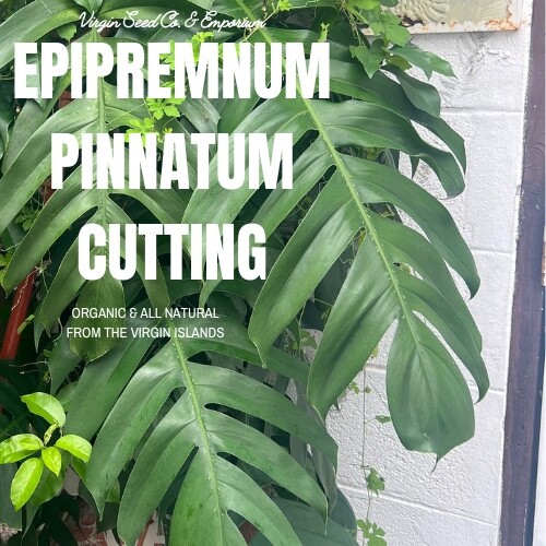 Epipremnum pinnatum (Dragon Tail Plant/Skeleton Key)- Vining - ONE Node ...