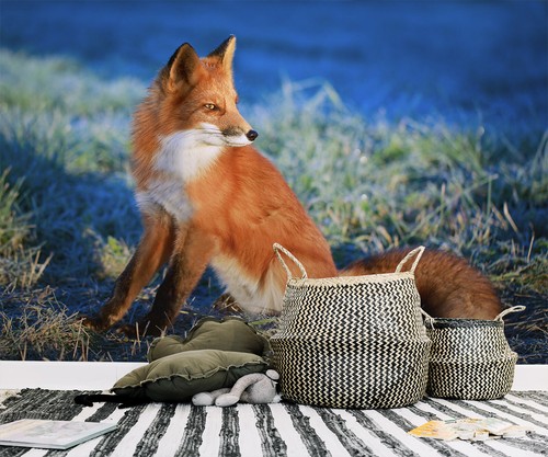 3D Prairie Fox O001 Animal Wallpaper Wall Murals Removable Wallpaper ...