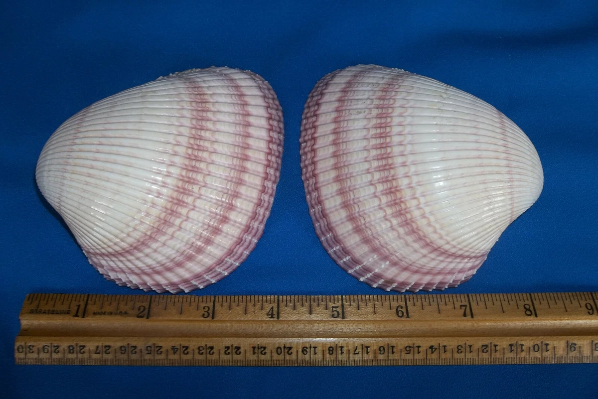 Medieval Cockle Shells