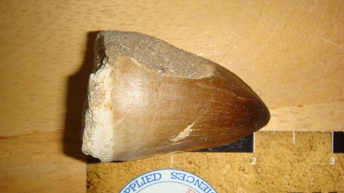 MX-102 Fossil Very Large Robust Mosasaur Tooth Morocco FREE SHIP US ...