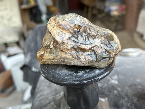Reptile T-Rex Fossil (Baby Skull) Theropod Family/ Petrified And ...