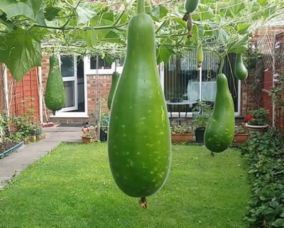 🌼 100% Genuine Bangladeshi Vegetable Lau Khodu Pani Kodu Gourd Seeds #1 ...