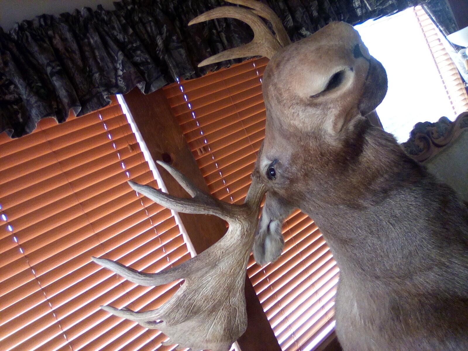 Moose head taxidermy, full shoulder mount. 56" with wide paddles. | eBay