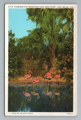 Flamingo Lake Sanctuary Lake Wales Florida Vintage Postcard | eBay