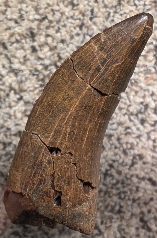 Tyrannosaurus Tooth fossil rare | eBay