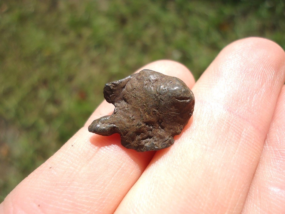 RARE GROUND SLOTH OSSICLE OSTEODERM BONE FLORIDA FOSSILS ICE AGE ...