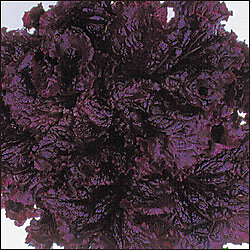 Lettuce Red Velvet 2,500 seeds | eBay