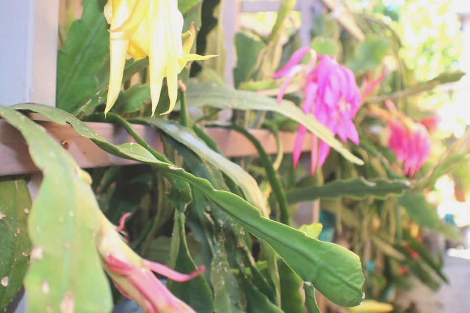 3 Epiphyllum Orchid Cactus Cuttings 8"-12" Mixed color Lily Voodoo ...