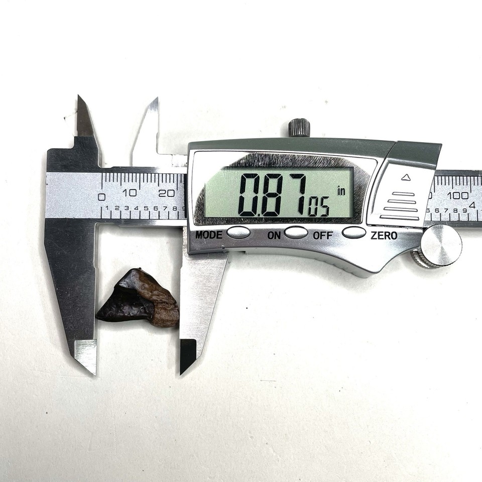 0.87” Triceratops or Torosaurus Tooth - Lance Formation, Wyoming | eBay