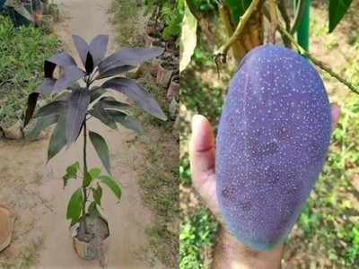 Black Mango Grafted Plant 2+ Seeds Fruit Tree Unique Rare Tropical ...