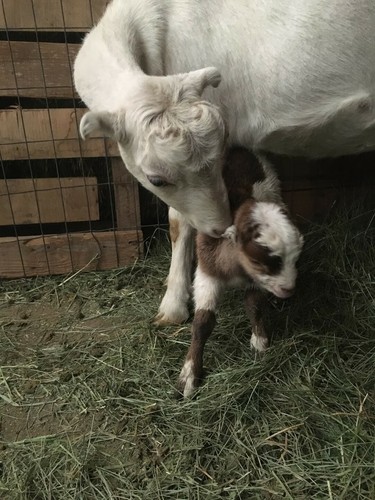 Fresh SUN-DRIED Dairy Goat Manure Nutrient Rich Fertilizer Tea Beans ...