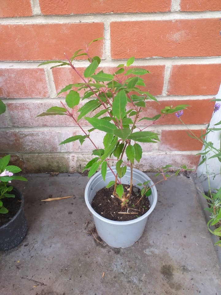 Hardy Fuchsia Microphylla David plant in 13cm pot approx. Purple and ...