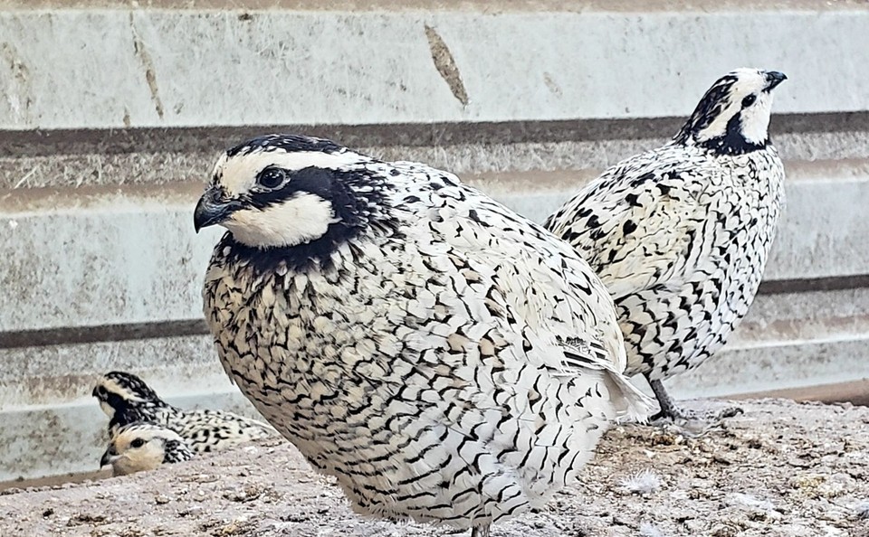 20+ Snowflake Bobwhite Quail Hatching Eggs | eBay
