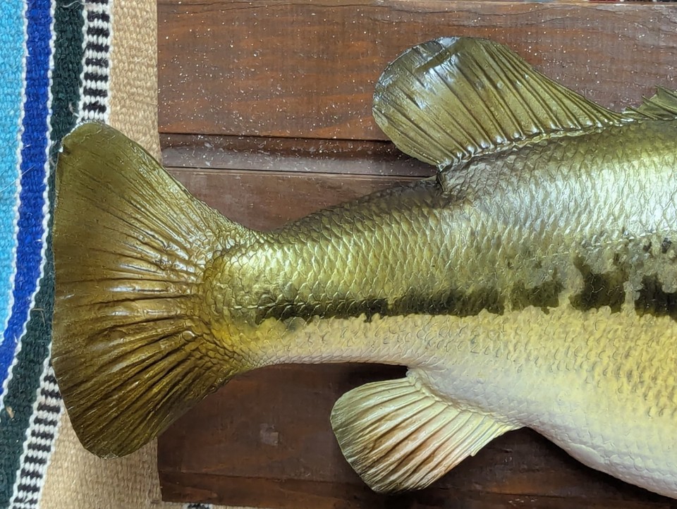 Green Bass Fish Wall Skin Mount Taxidermy Decor | eBay
