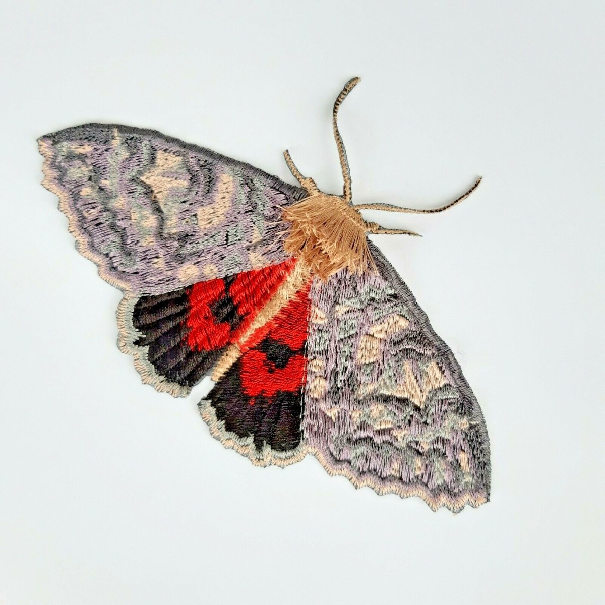 Underwing Moth Learning About Life And Death With A Yellow Underwing