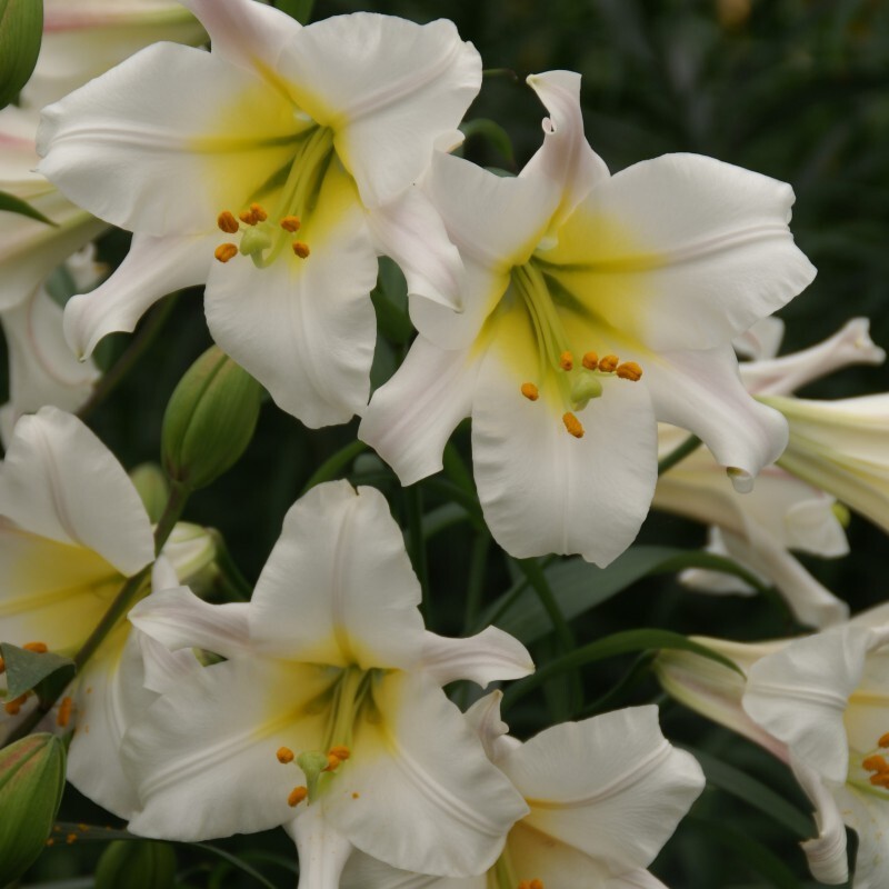 PICK YOUR LILY - CHOOSE FROM 38 DIFFERENT VARIETIES!!! EASY TO GROW ...
