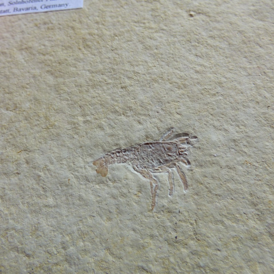Jurassic Fossil Lobster Glyphaea Crustacean Solnhofen Bavaria Germany ...