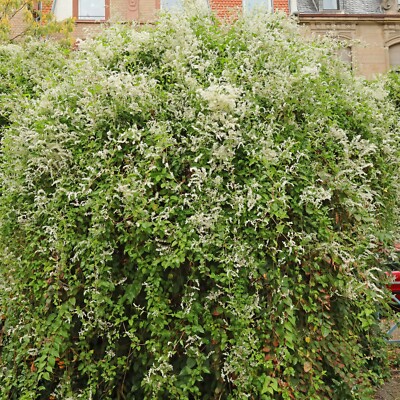 Fallopia Baldschuanica in 9cm Pot - Russian Vine Fast Growing Climbing ...