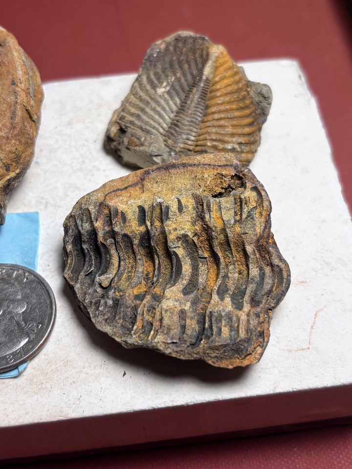 Trilobite Fossil 3 Piece Lot 4oz Morocco (TB2916) | eBay