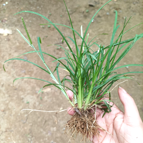 Ayurvedic Dry Paragis Plant 2oz Eleusine Indica Goosegrass Family ...