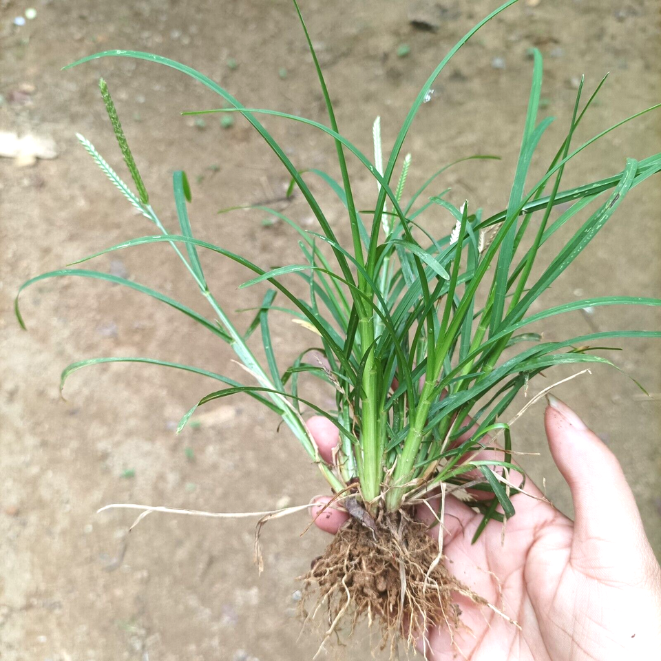 Ayurvedic Dry Paragis Plant 2oz Eleusine Indica Goosegrass Family ...